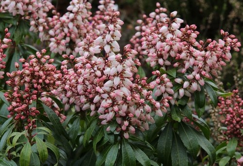 Pieris japonica Bonfire 6 Litre - Stewarts Garden Centre