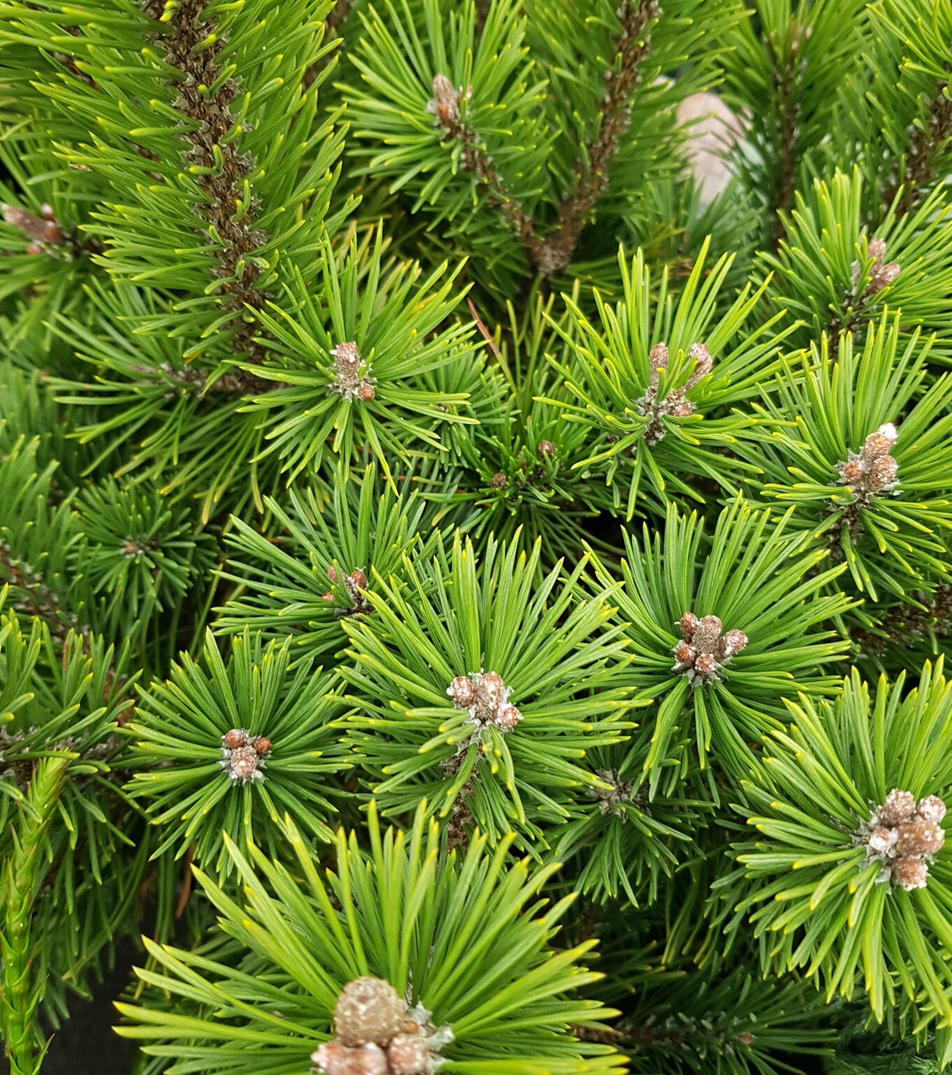 Pinus mugo Mops 6 litre - Stewarts Garden Centre