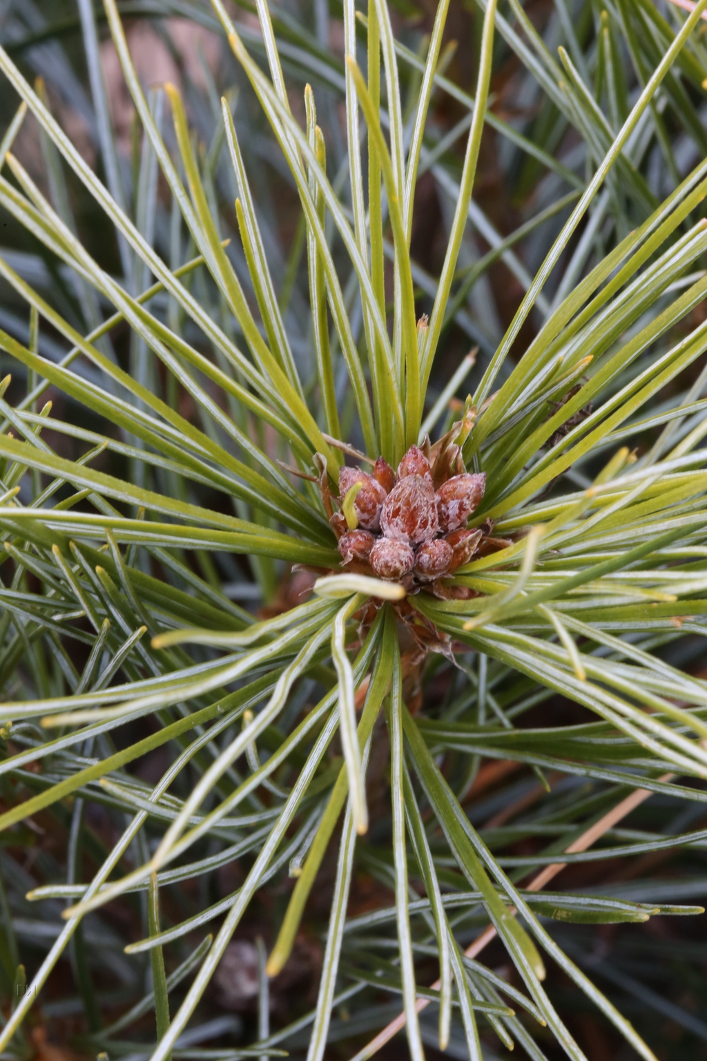 Pinus Strobus Blue Shag 3.4 Litre - Stewarts Garden Centre