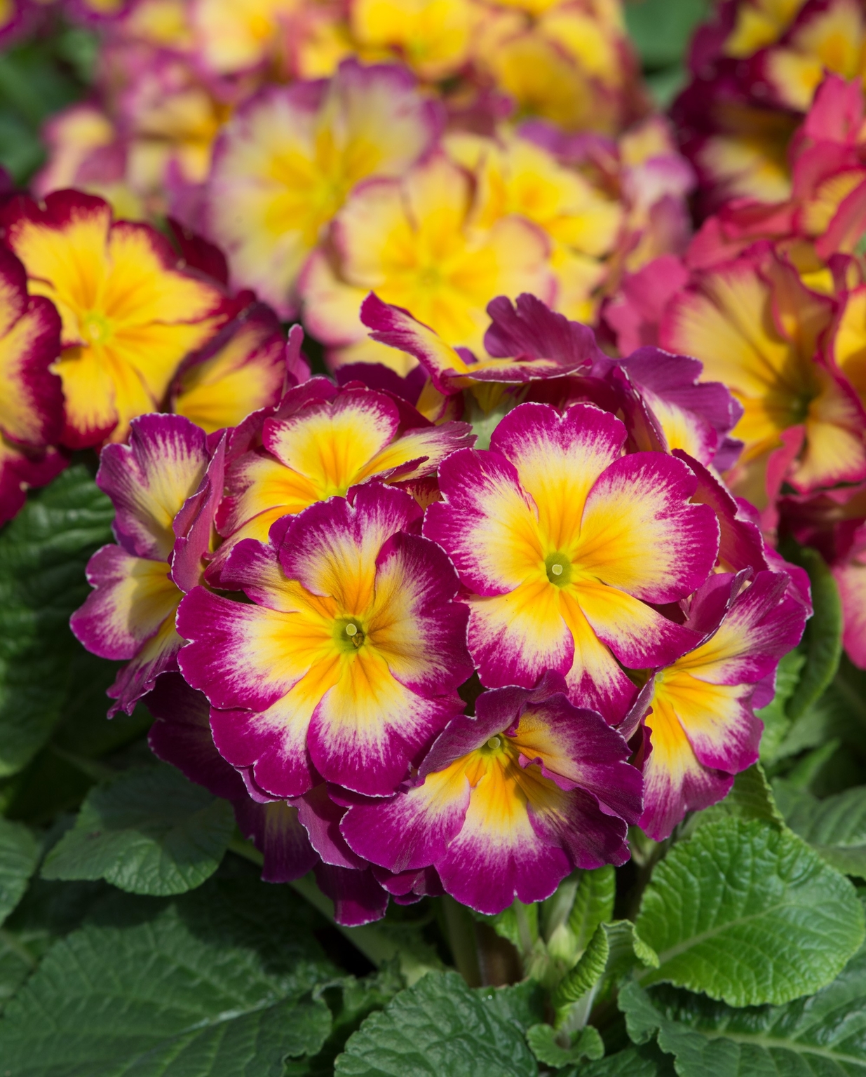 Polyanthus Showstopper Calypso 2 Litre - Stewarts Garden Centre