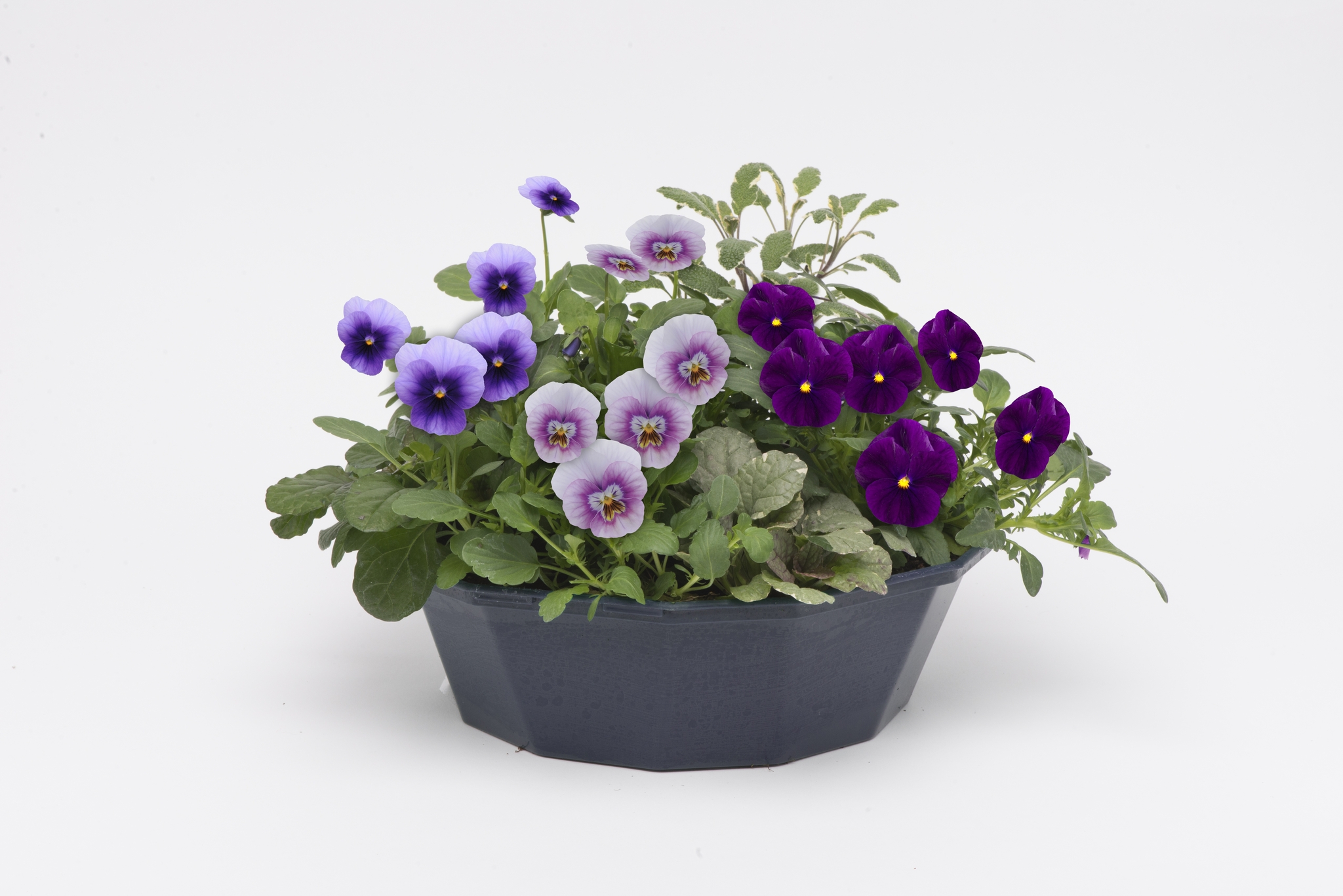 POP Planter Autumn Sophistication - Stewarts Garden Centre