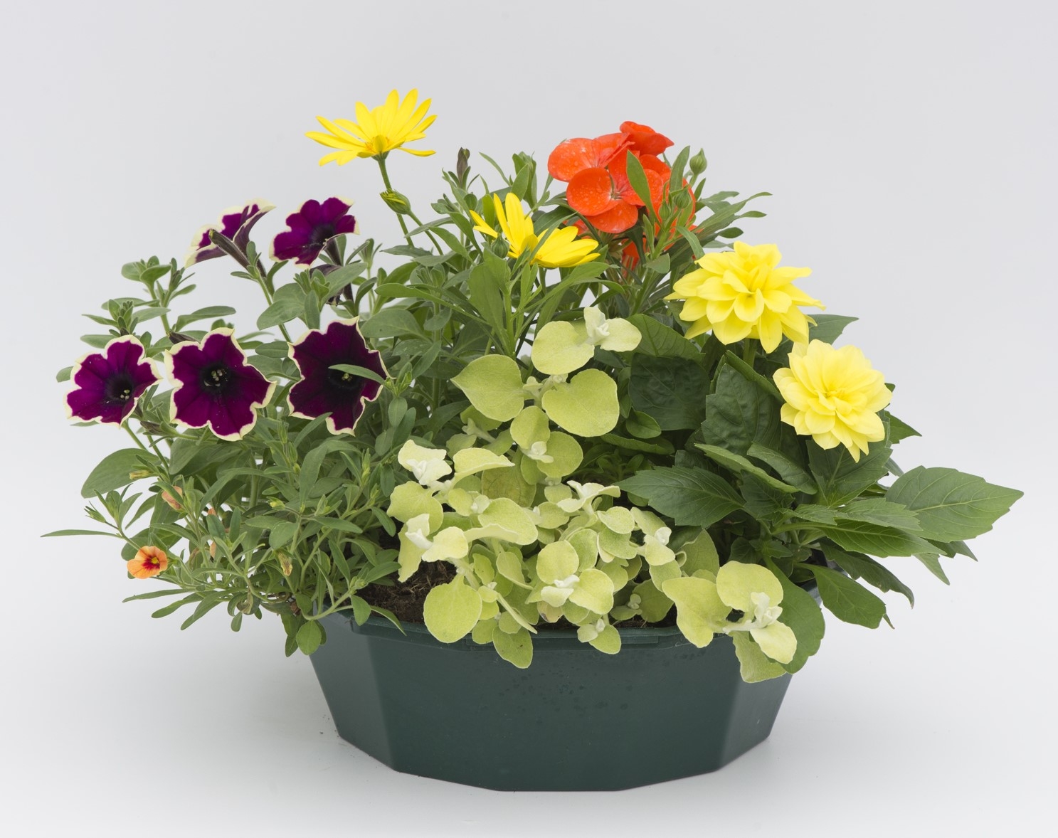 POP Planter Bollywood - Stewarts Garden Centre