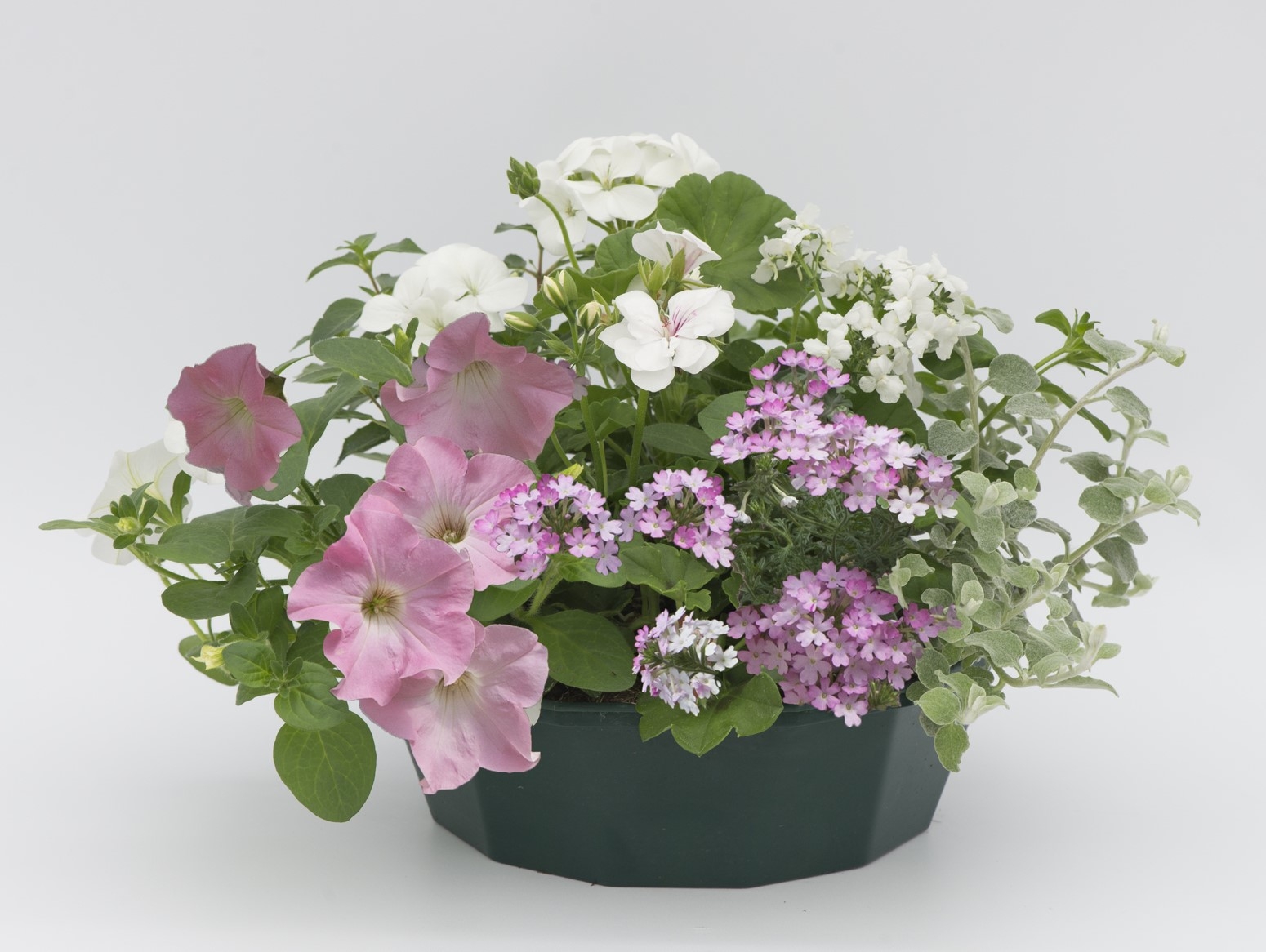 POP Planter Bridal Bouquet - Stewarts Garden Centre