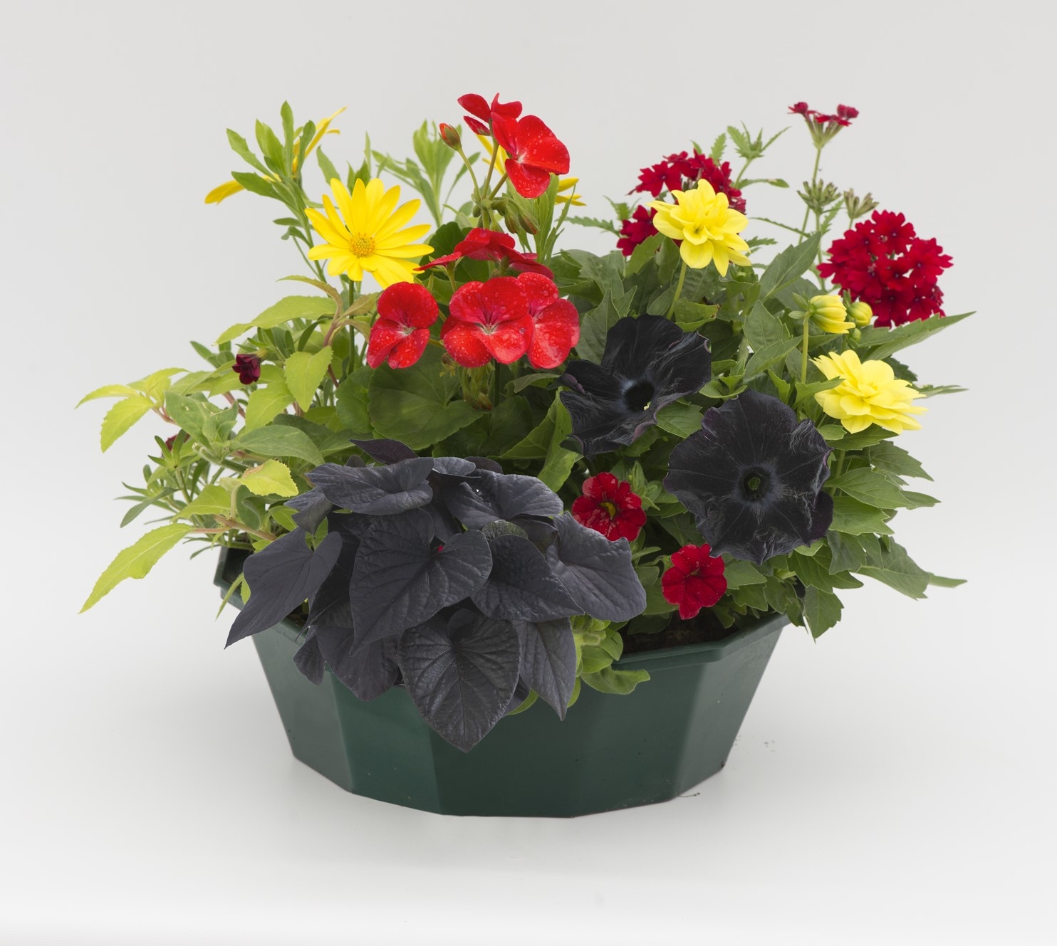 POP Planter Brilliant Bling - Stewarts Garden Centre