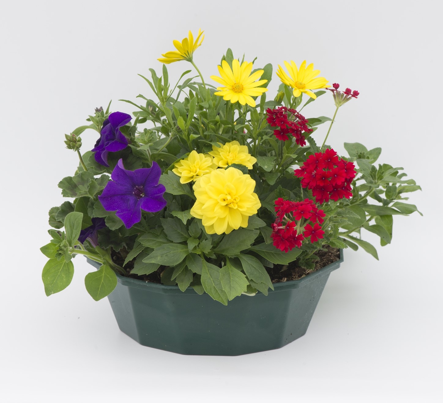 POP Planter Primary Fun - Stewarts Garden Centre