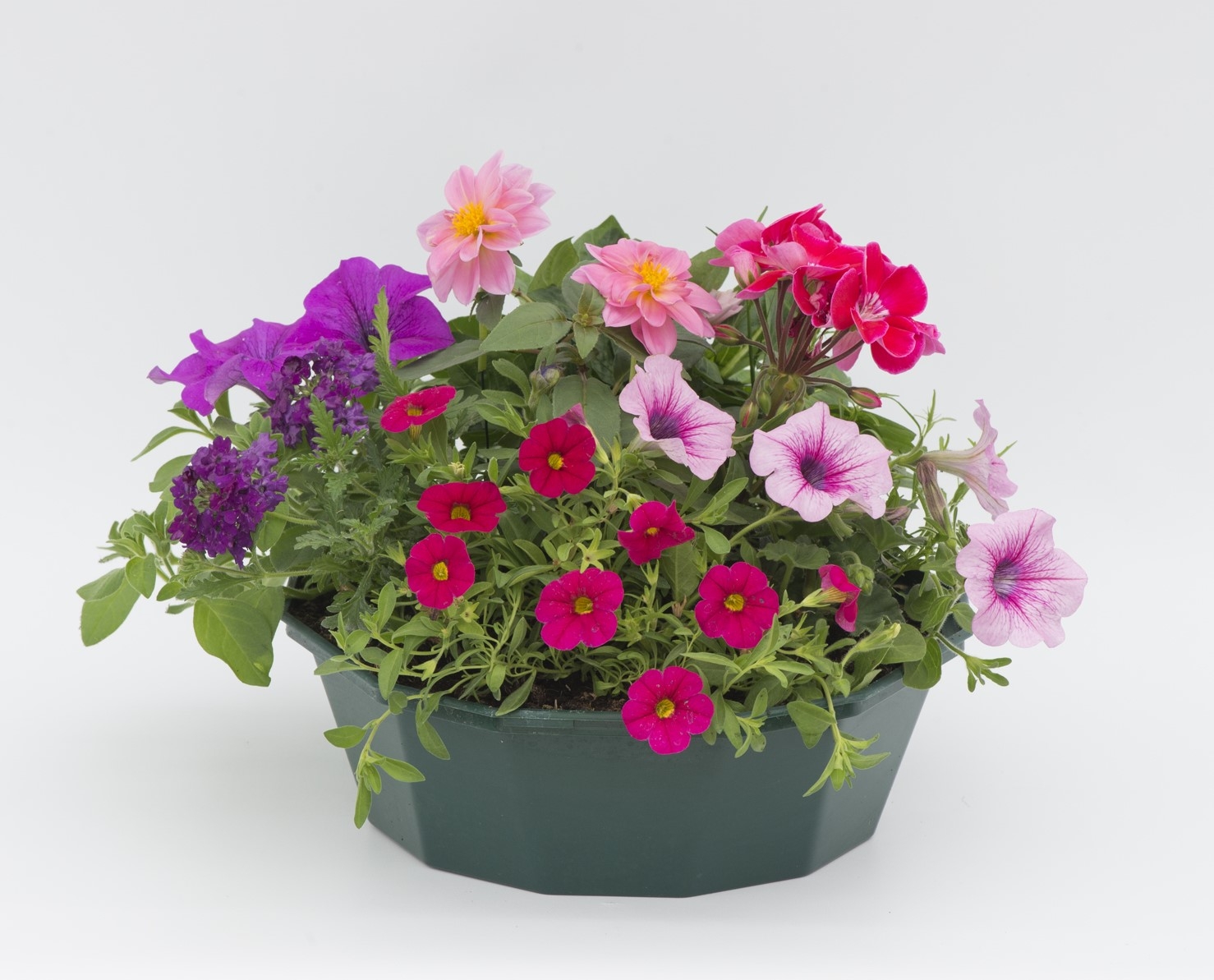 POP Planter Sophistication - Stewarts Garden Centre