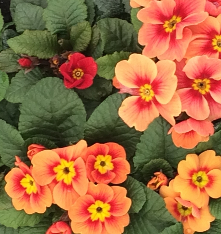 Primrose Apricot Shades Jumbo Six Pack - Stewarts Garden Centre