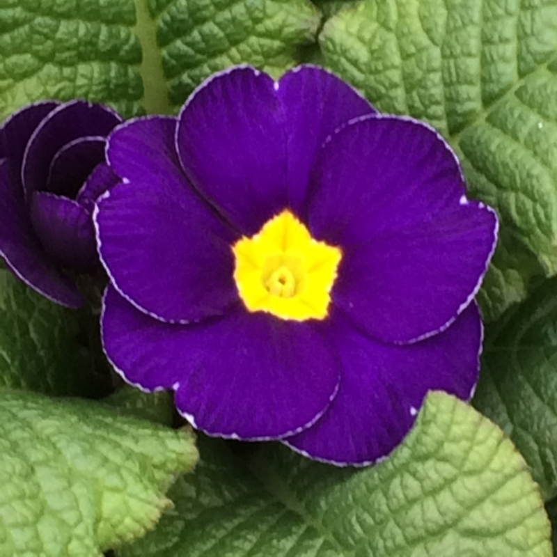 Primrose Blue Jumbo Six Pack - Stewarts Garden Centre