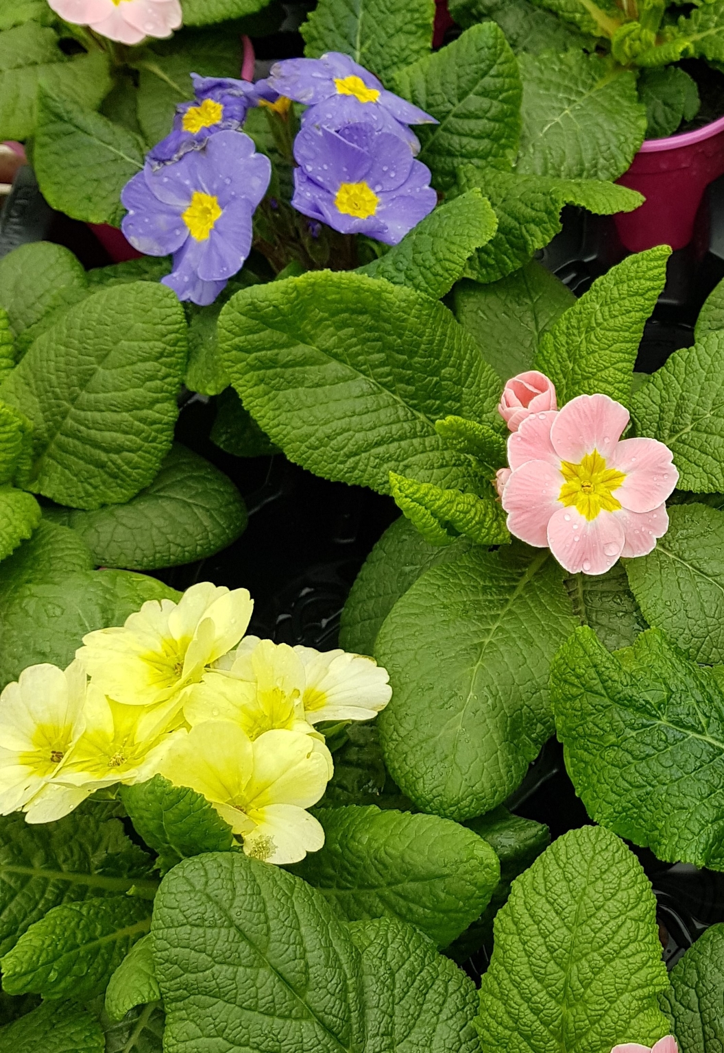Primrose Milkshake Jumbo Six Pack - Stewarts Garden Centre
