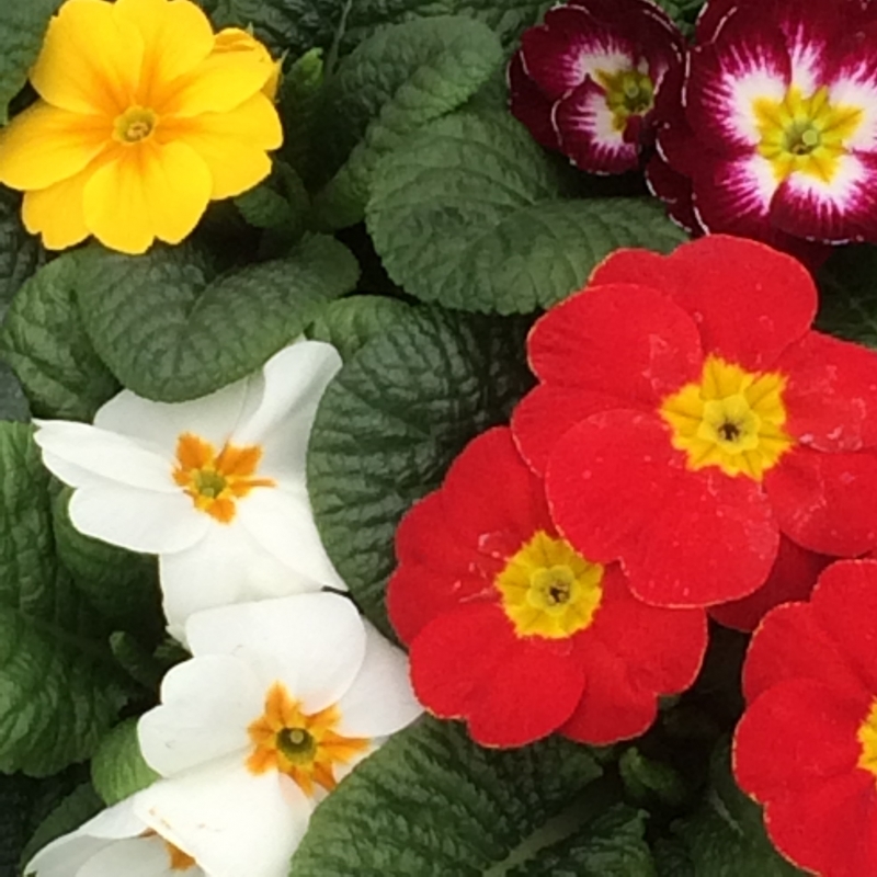 Primrose Mixed Jumbo Six Pack - Stewarts Garden Centre