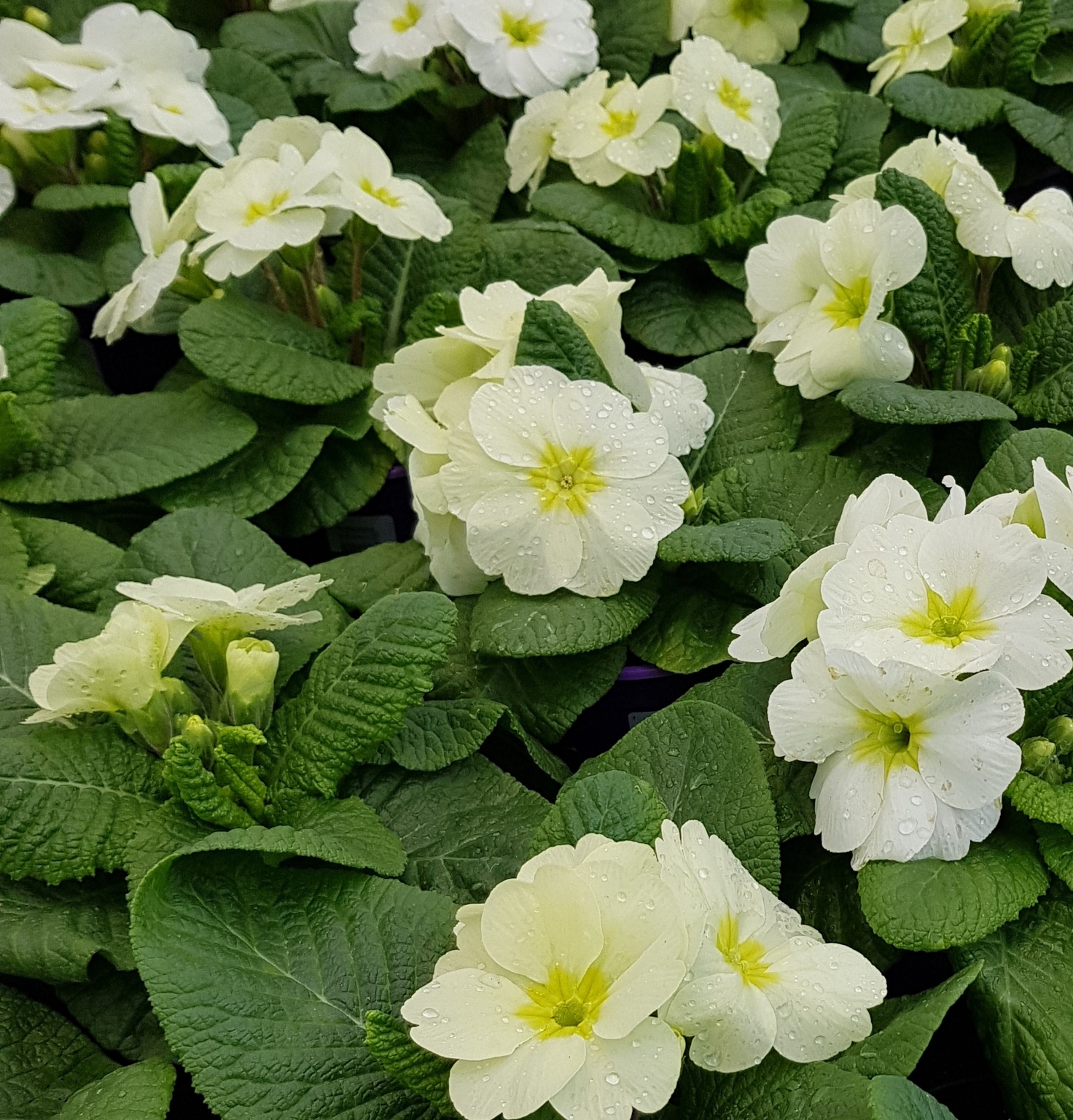 Primrose Mojito Jumbo Six Pack - Stewarts Garden Centre