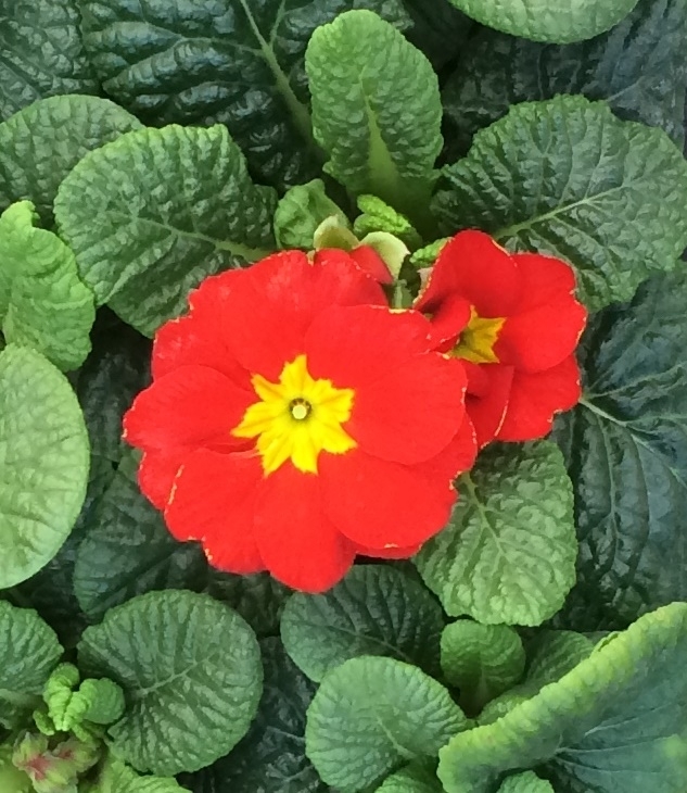 Primrose Red Jumbo Six Pack - Stewarts Garden Centre