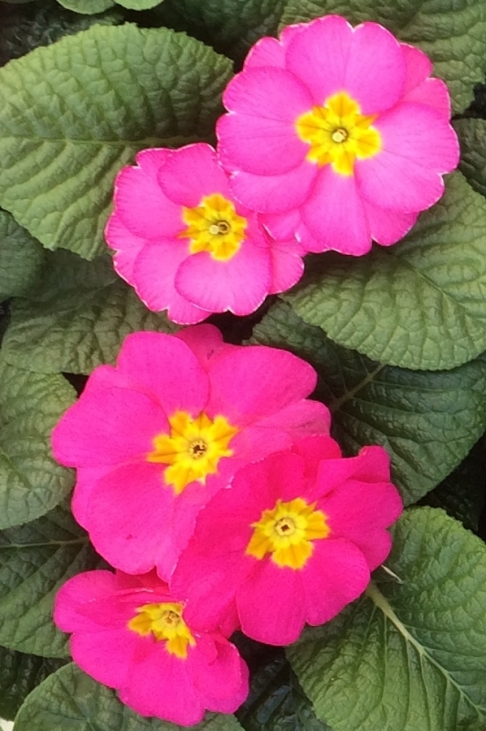 Primrose Rose Jumbo Six Pack - Stewarts Garden Centre