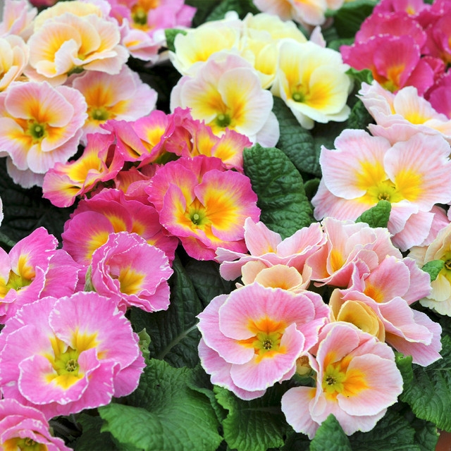 Primrose Sweetheart Jumbo Six Pack - Stewarts Garden Centre