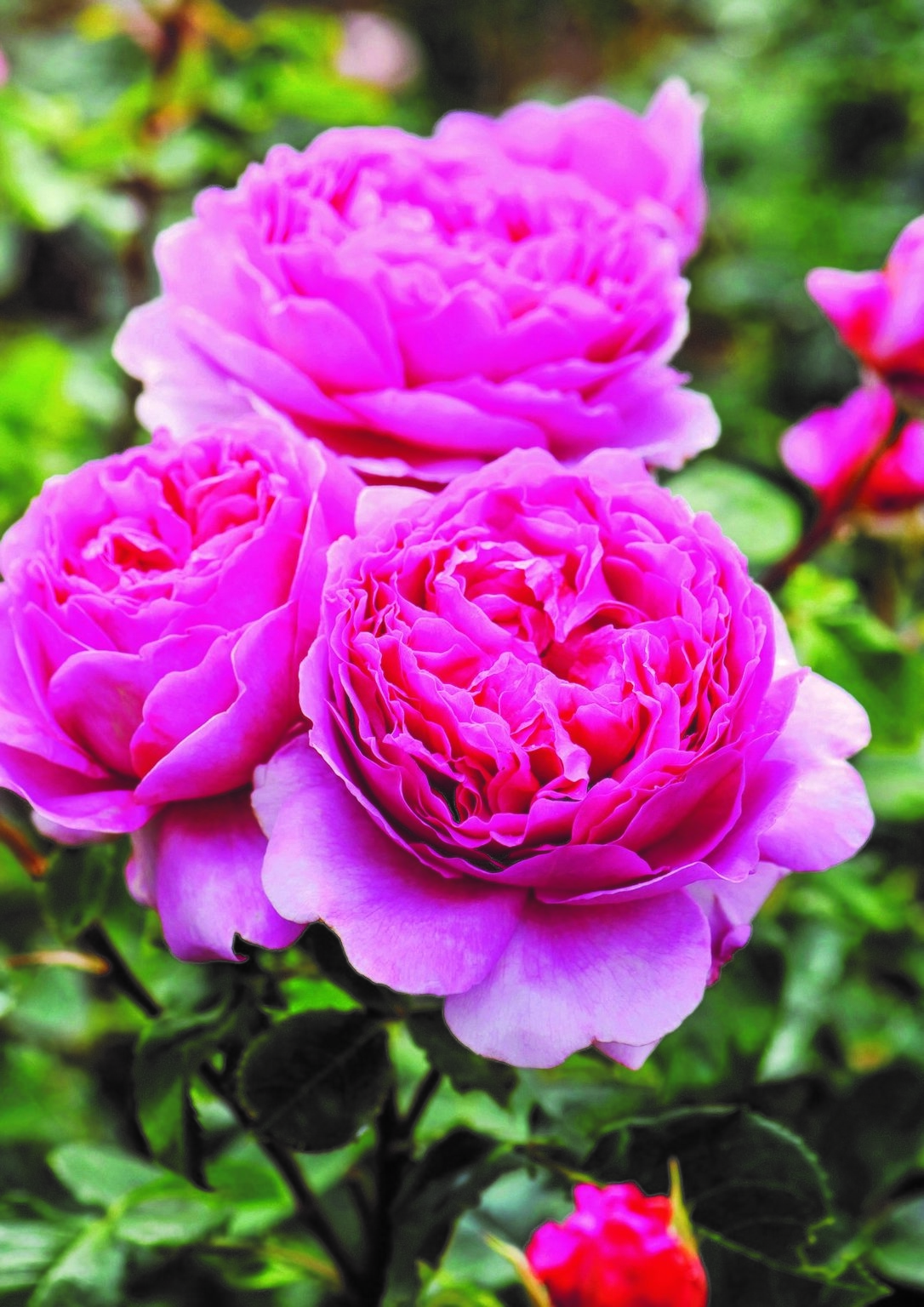 Princess Alexander Of Kent Shrub Rose 6 Litre - Stewarts Garden Centre