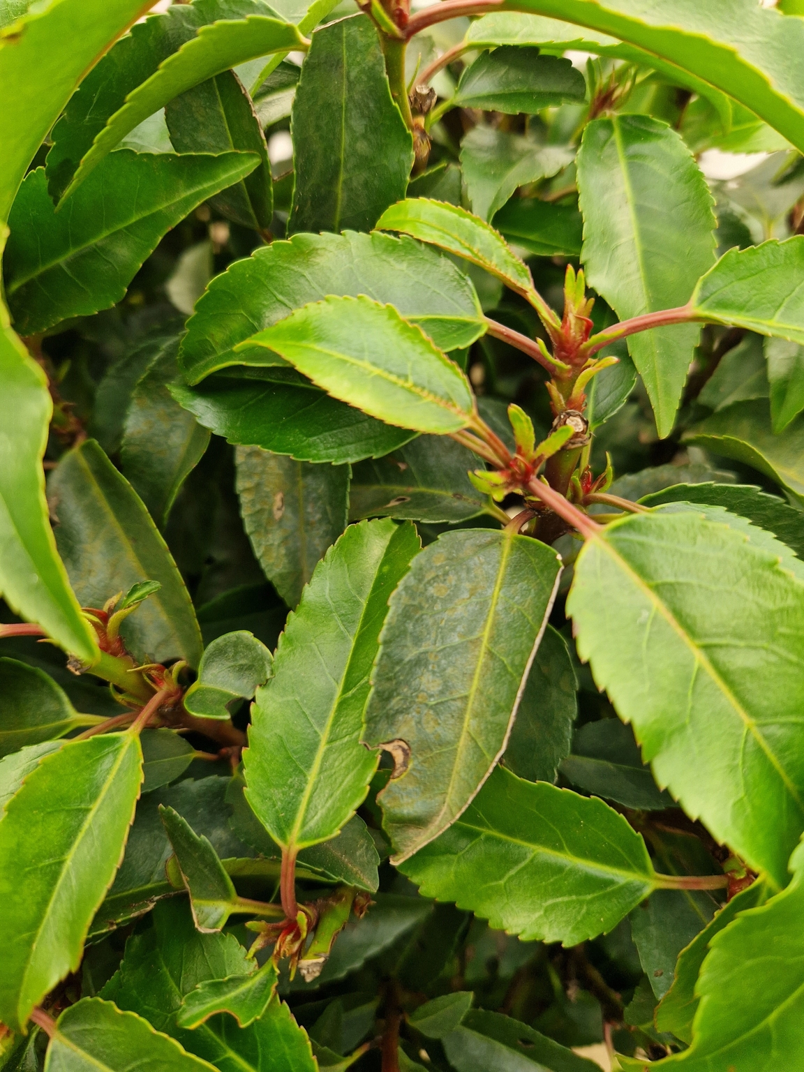 Prunus angustifolia Ball 15 litre - Stewarts Garden Centre