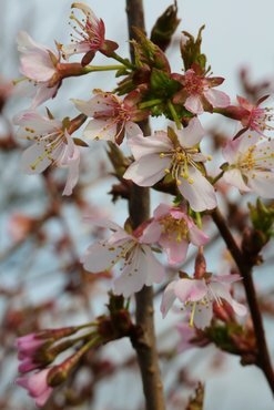 Prunus Brilliant 3 Litre - Stewarts Garden Centre