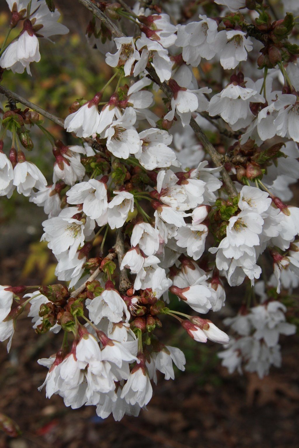 Prunus Frilly Frock 12 Litre - Stewarts Garden Centre