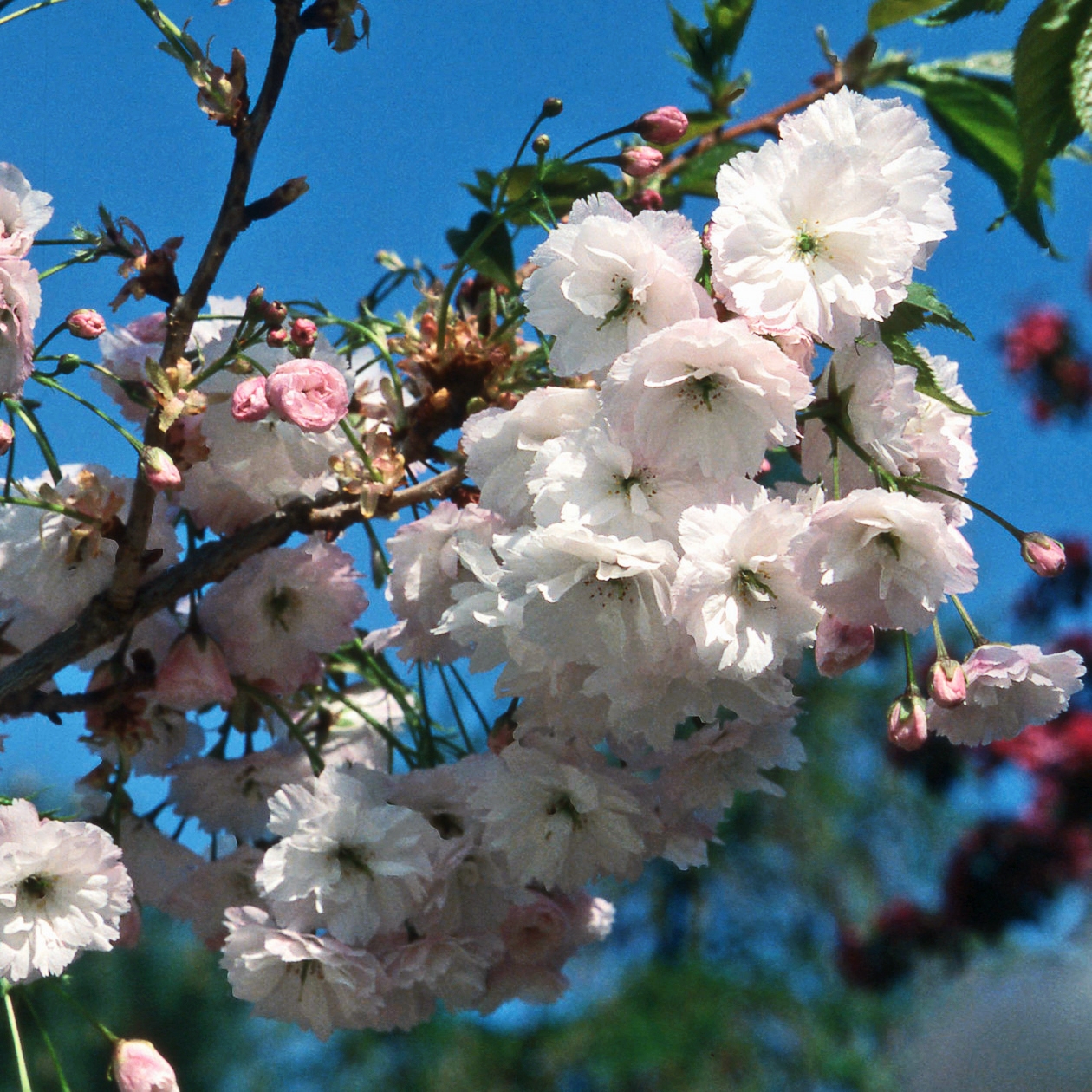 Prunus Shogetsu (Shimizu-zakura) 12 Litre - Stewarts Garden Centre