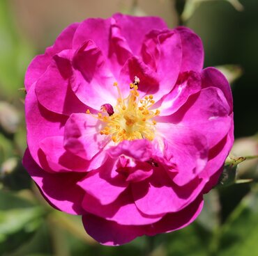 Climbing & Rambling Roses - Stewarts Garden Centre
