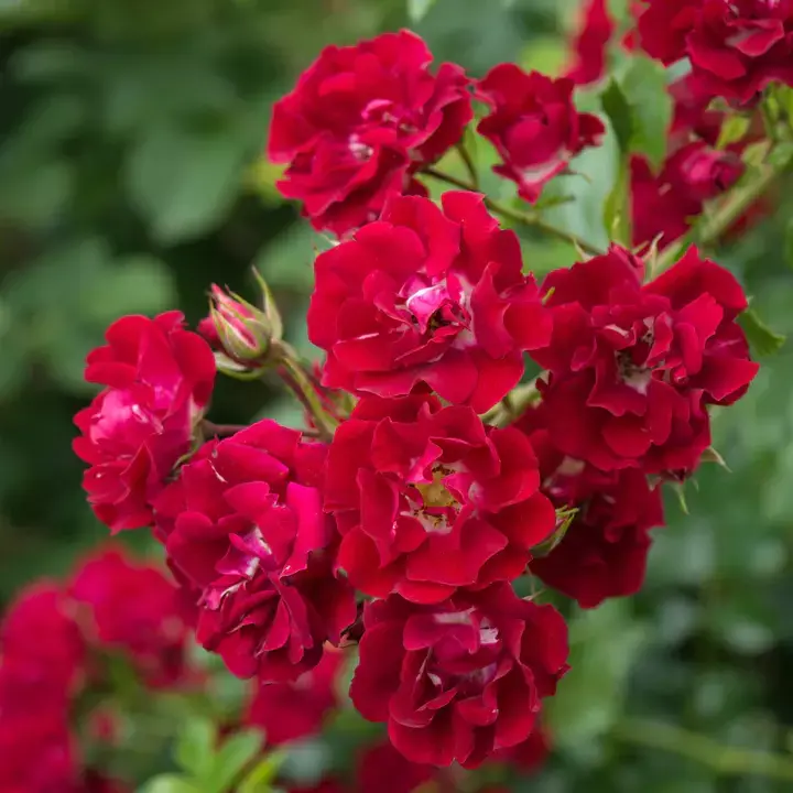 Rambling Rosie Ramabling Rose 6 Litre - Stewarts Garden Centre