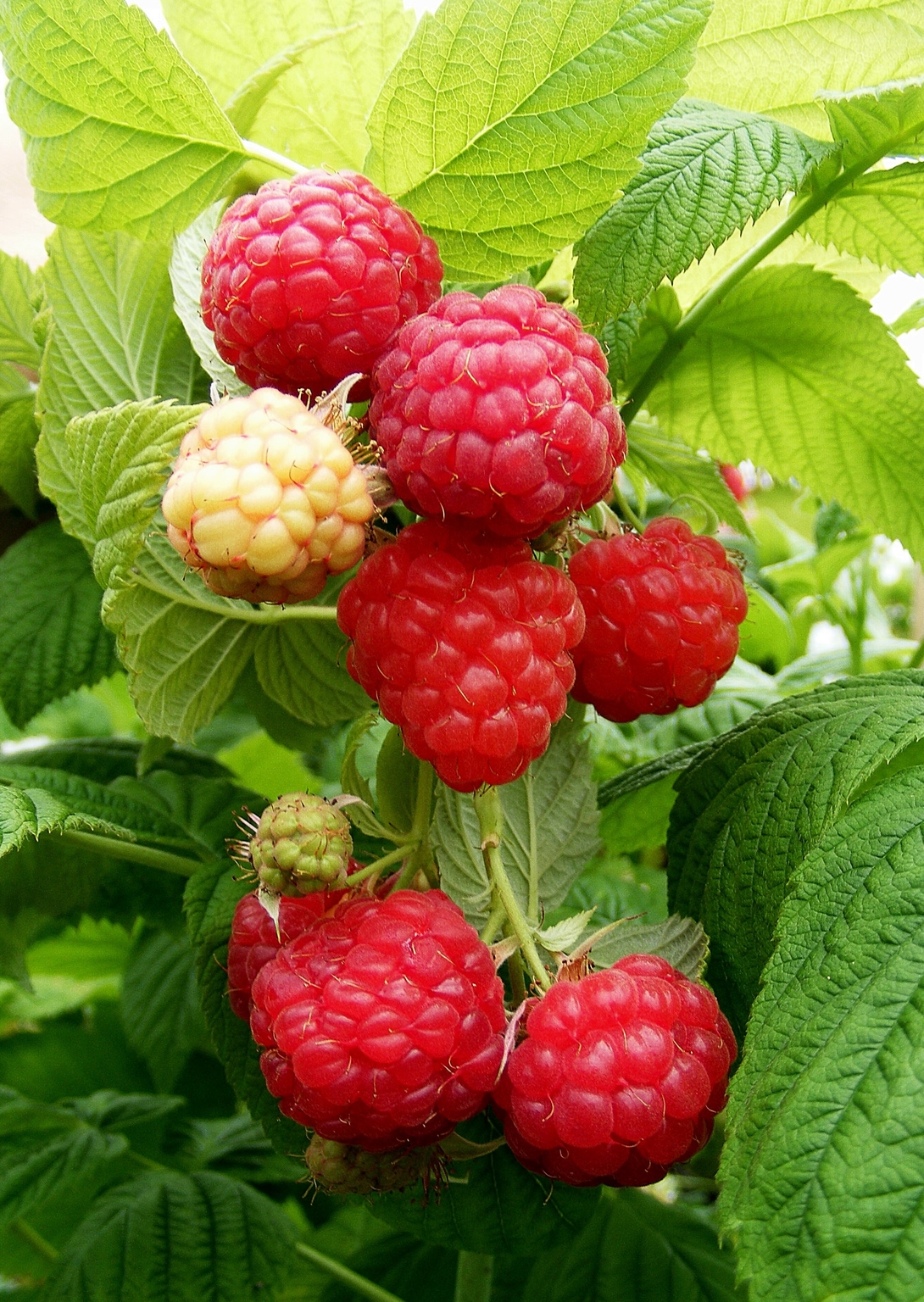 Raspberry Cascade Delight 3 Litre - Stewarts Garden Centre