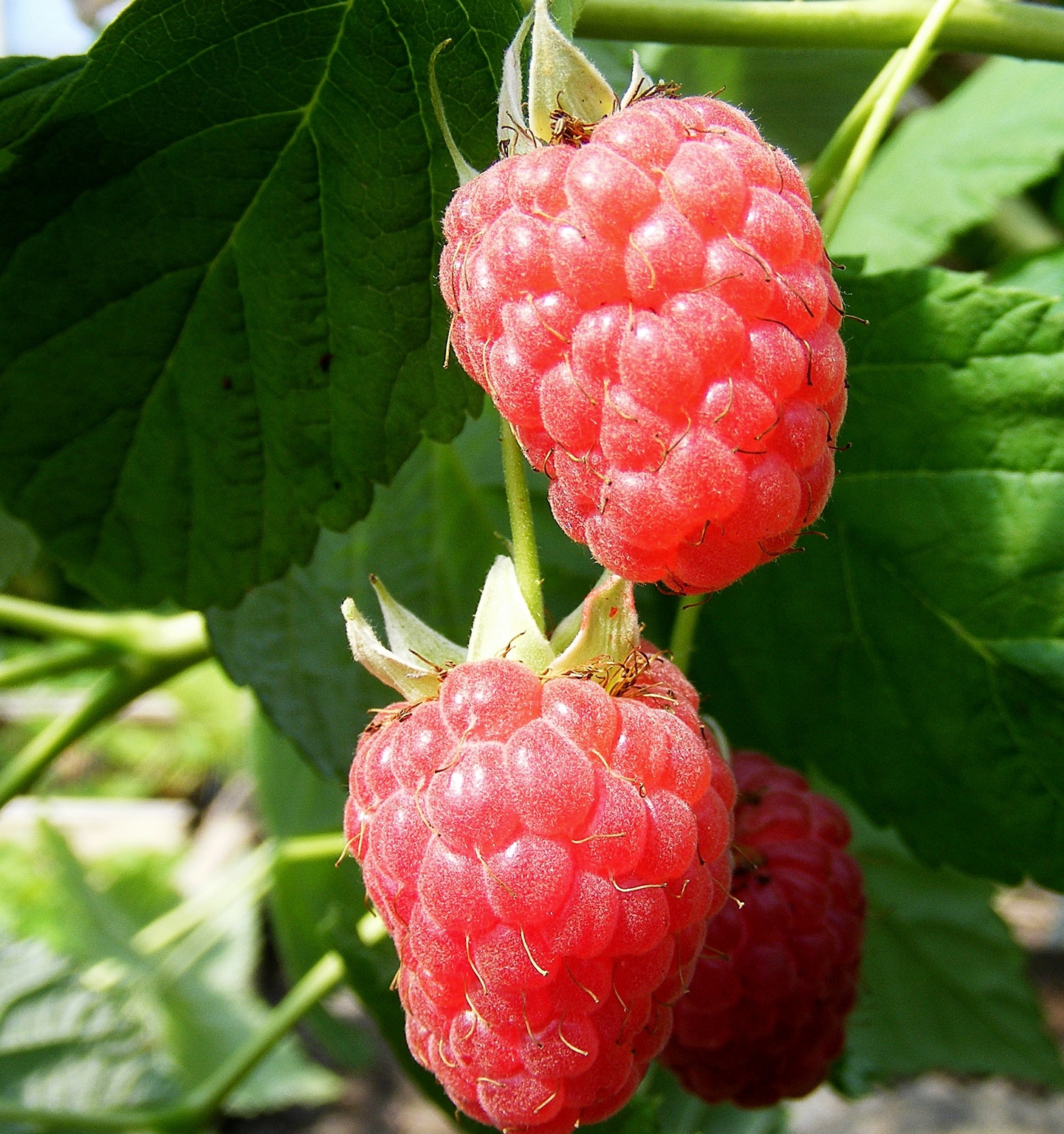 Raspberry Malling Admiral 3 Litre - Stewarts Garden Centre