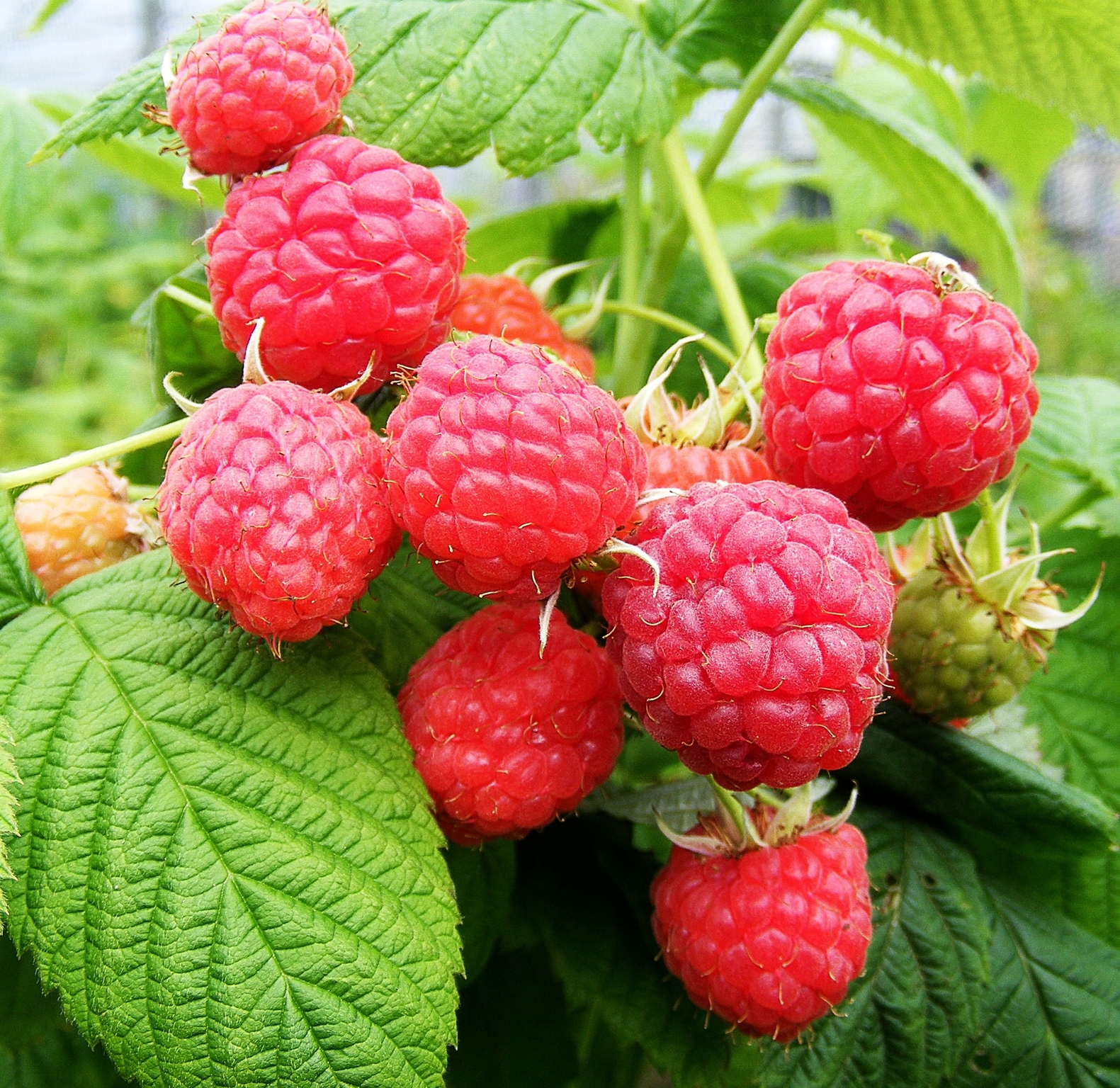 Raspberry Malling Promise 3 Litre - Stewarts Garden Centre