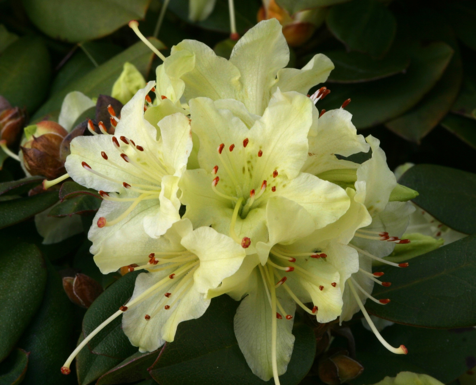 Rhododendron Dwarf Shamrock 3 Litre - Stewarts Garden Centre