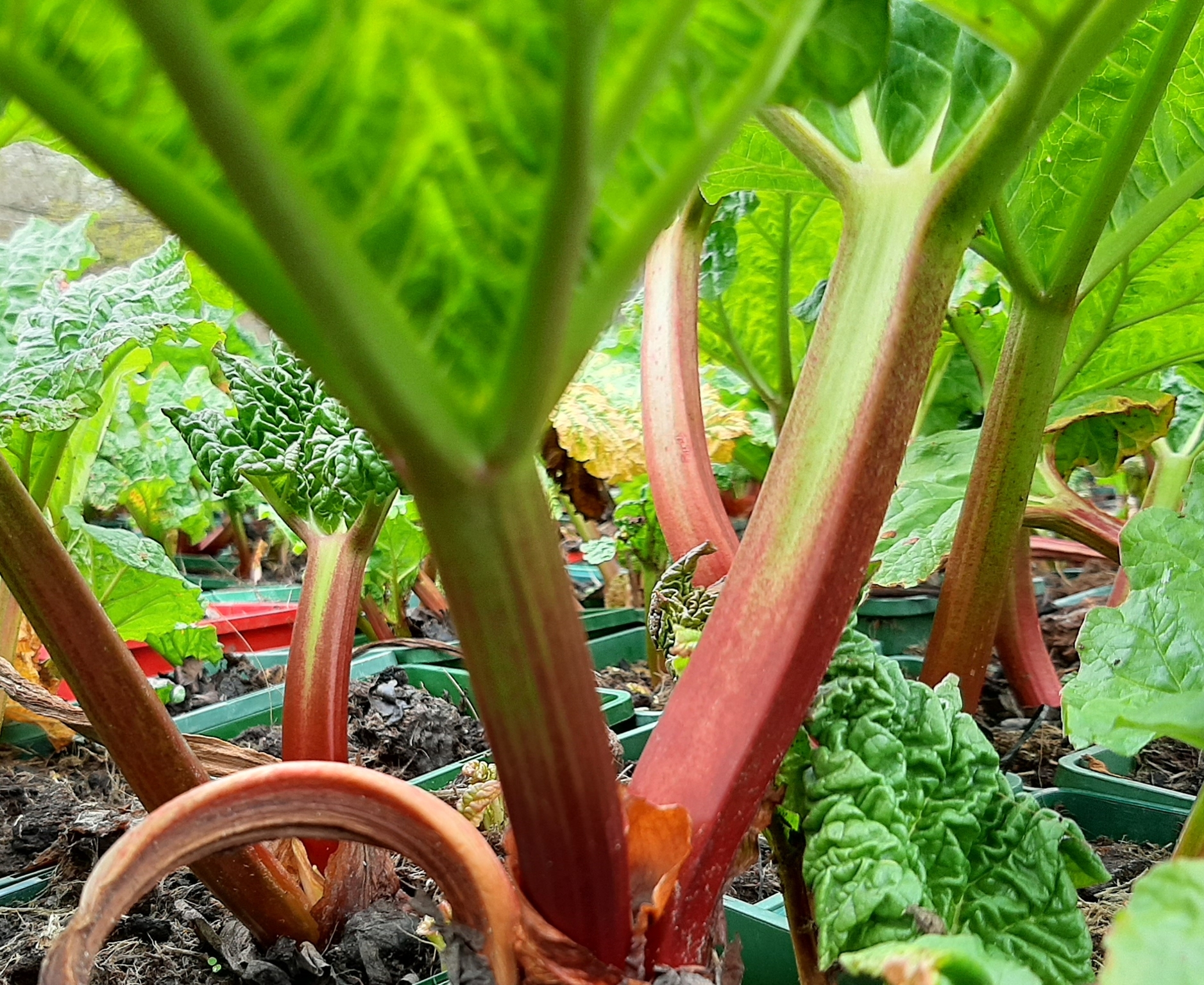 Rhubarb Timperley Early 3 Litre - Stewarts Garden Centre