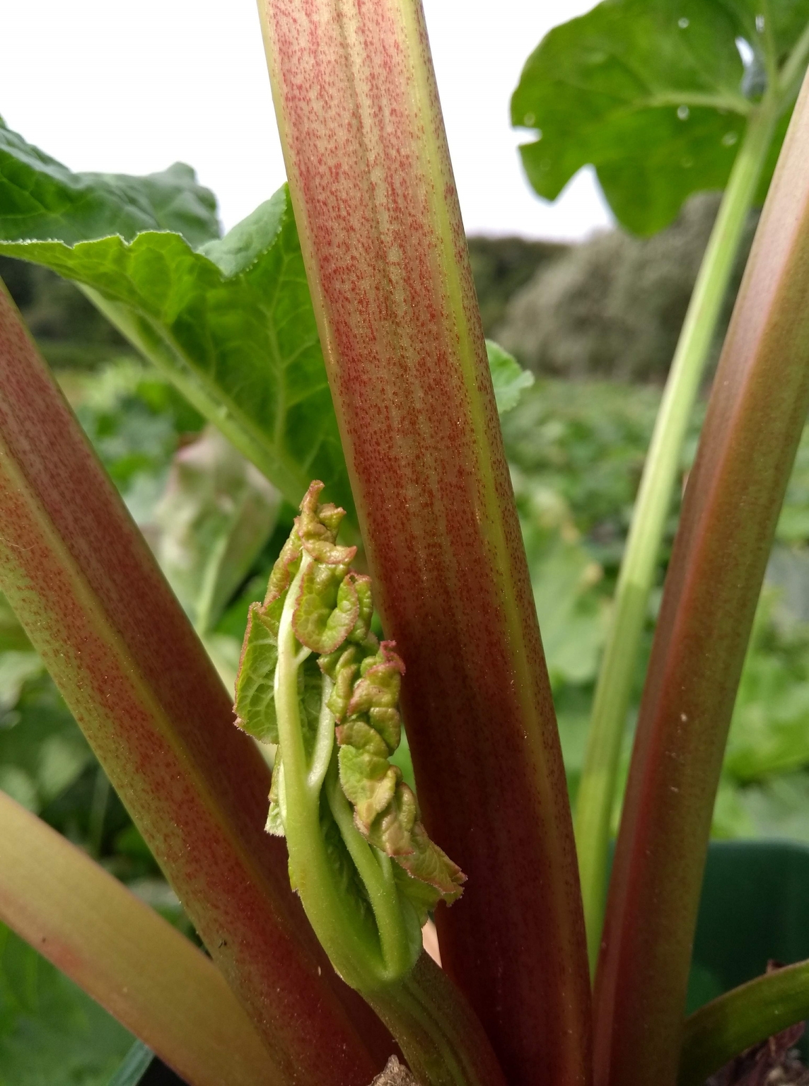 Rhubarb Timperley Early 3 Litre - Stewarts Garden Centre