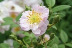 Rose Little Rambler 3 Litre - Stewarts Garden Centre