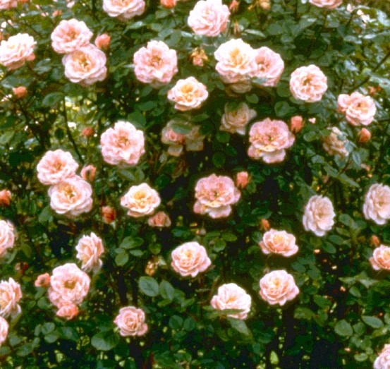 Rose Nice Day 3 Litre - Stewarts Garden Centre