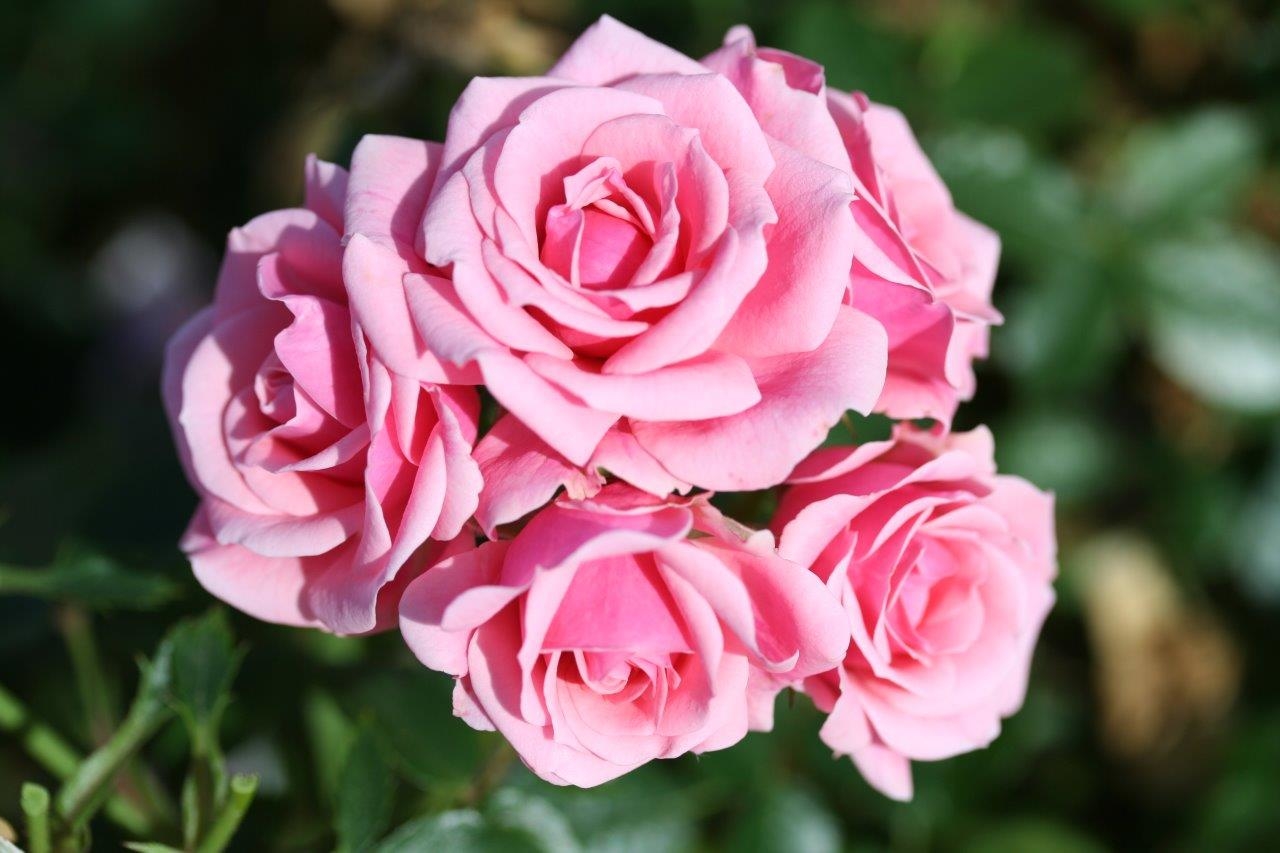 Rose Pretty Polly 3 Litre - Stewarts Garden Centre