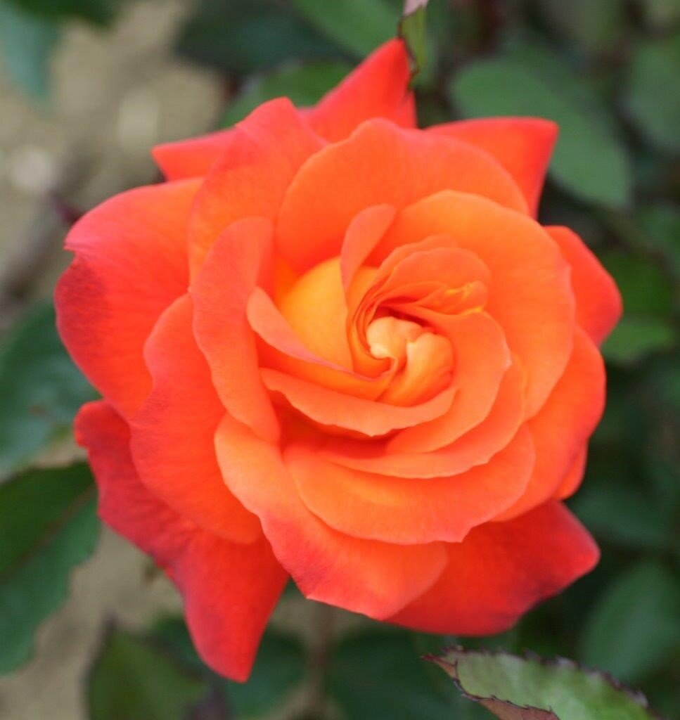 Rose Super Trouper 3 Litre - Stewarts Garden Centre
