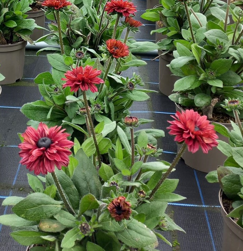 Rudbeckia Enchanted Romance 3 Litre - Stewarts Garden Centre