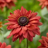 Rudbeckia Enchanted Ruby Crush 3 Litre - Stewarts Garden Centre