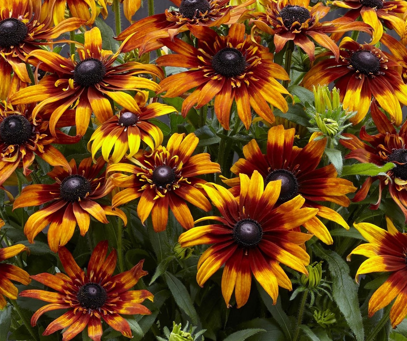 Rudbeckia Summerina Blazing Fire 3 Litre - Stewarts Garden Centre