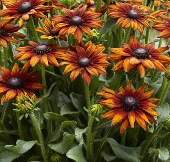 Rudbeckia Sunburst Flame 3 Litre - Stewarts Garden Centre