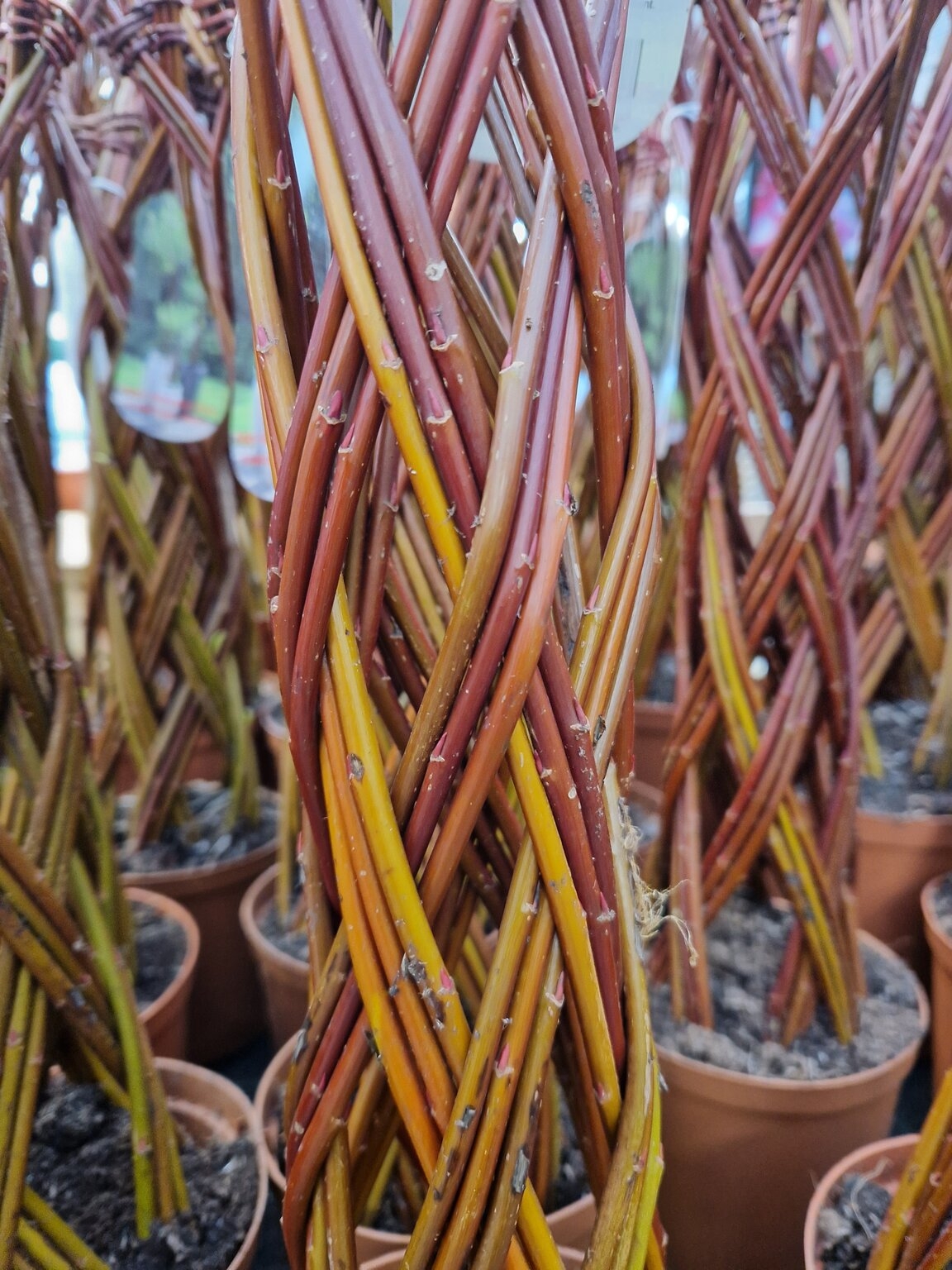 Salix Braided Red 80cm 3 Litre - Stewarts Garden Centre