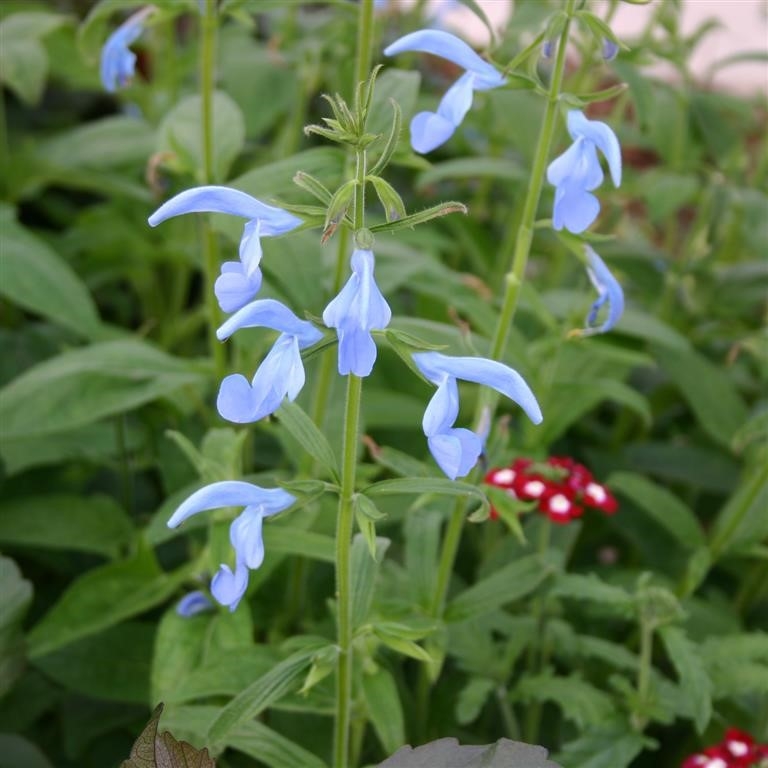 Salvia Beyond Blue 5 Litre - Stewarts Garden Centre