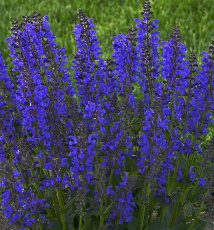 Salvia Fashionista Midnight Model 3 Litre - Stewarts Garden Centre