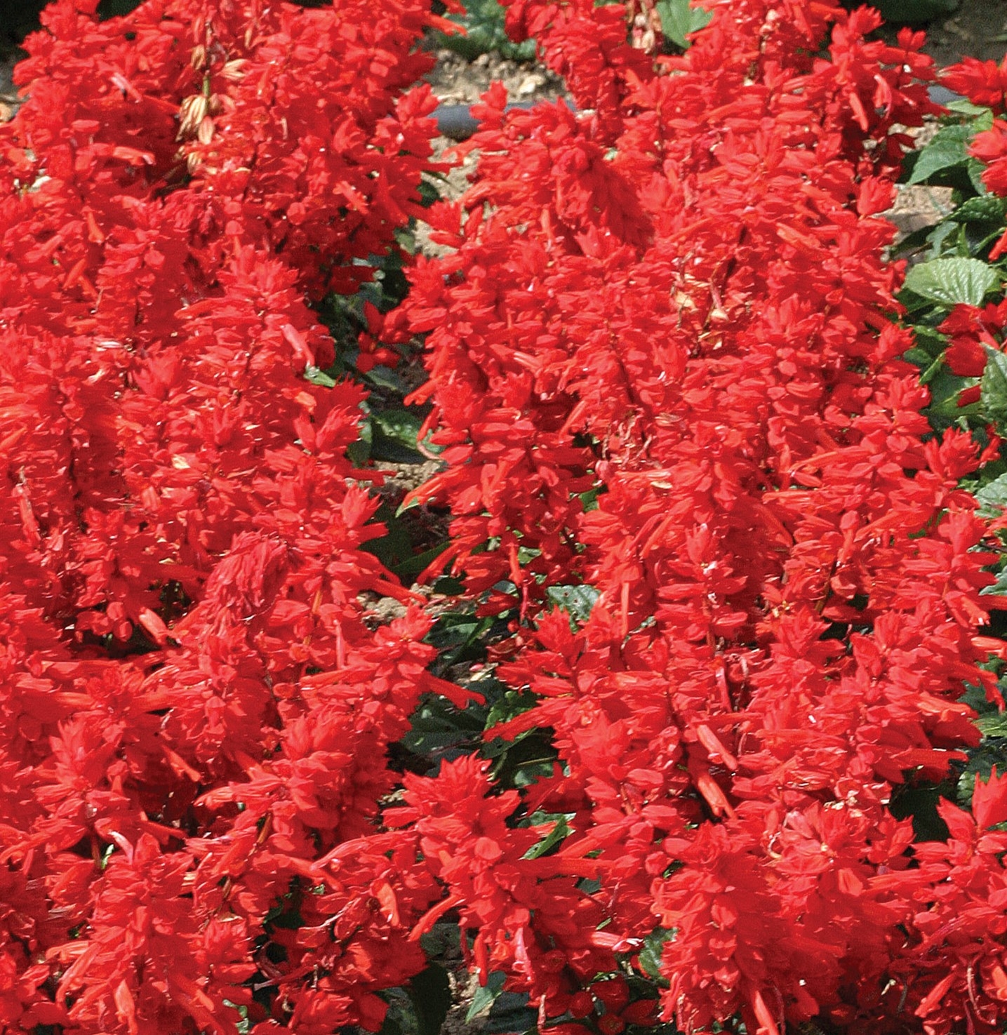 Salvia Red 6 Pack - Stewarts Garden Centre