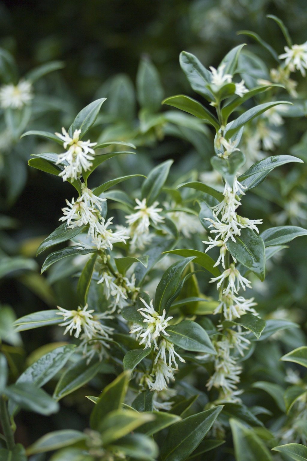 Sarcococca Confusa 3 litre - Stewarts Garden Centre