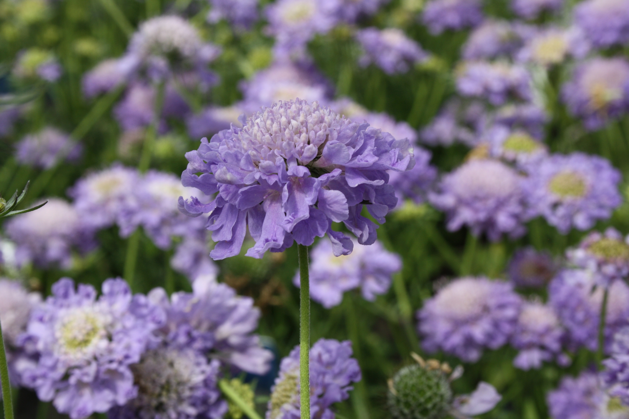 Scabiosa Blue Note 2 Litre - Stewarts Garden Centre