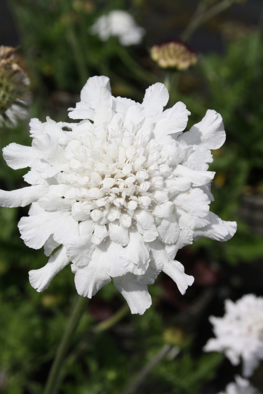 Scabiosa Flutter Pure White 2 Litre - Stewarts Garden Centre