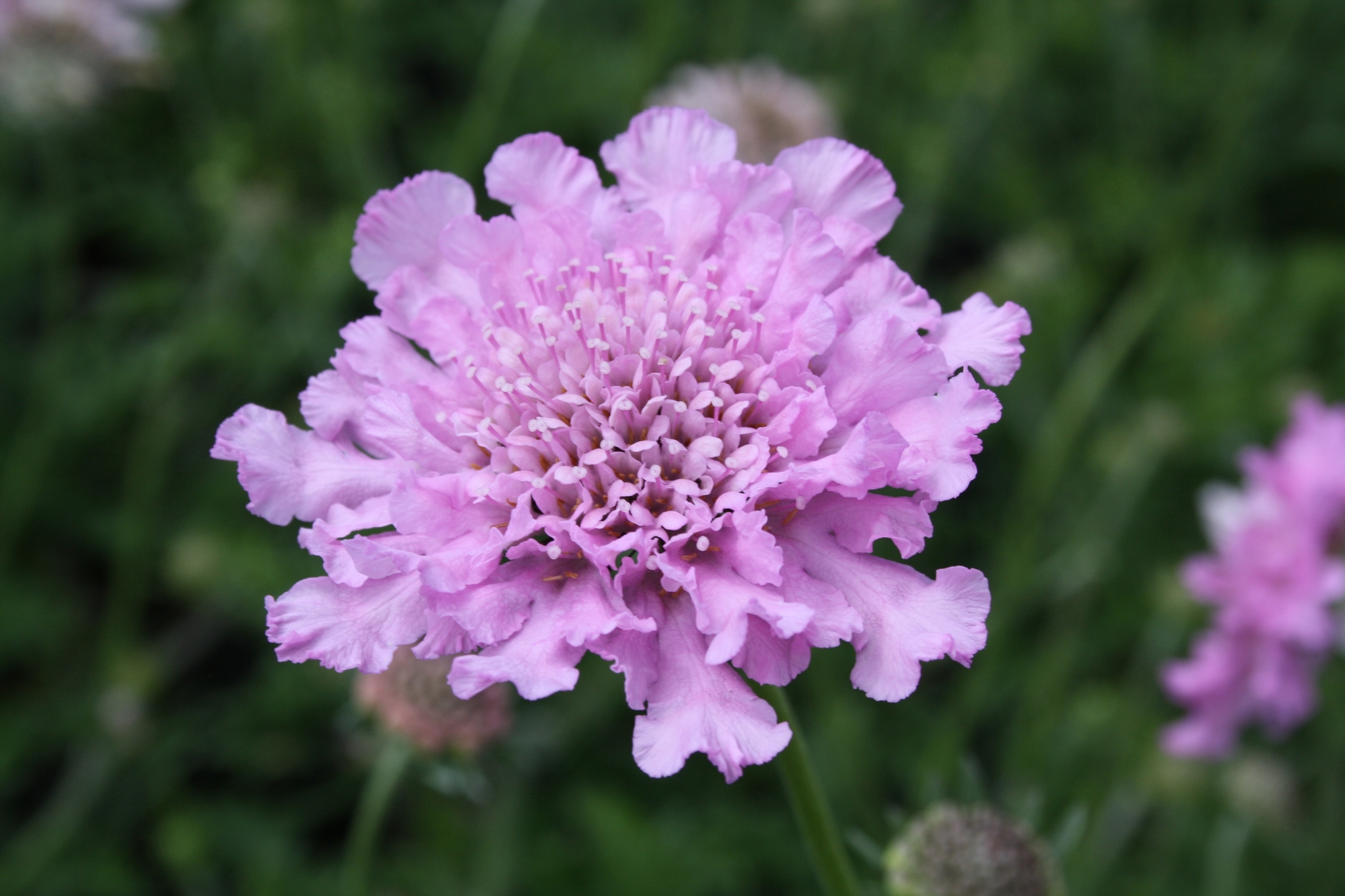 Scabiosa Flutter Rose Pink 2 Litre - Stewarts Garden Centre