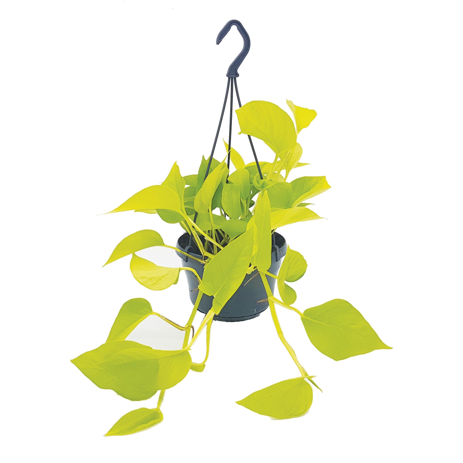 Scindapsus Golden Pothos (15cm hanging pot) - Stewarts Garden Centre