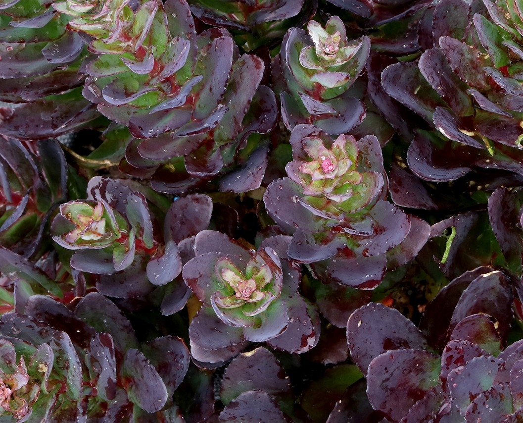 Sedum Conga Line 2 Litre - Stewarts Garden Centre