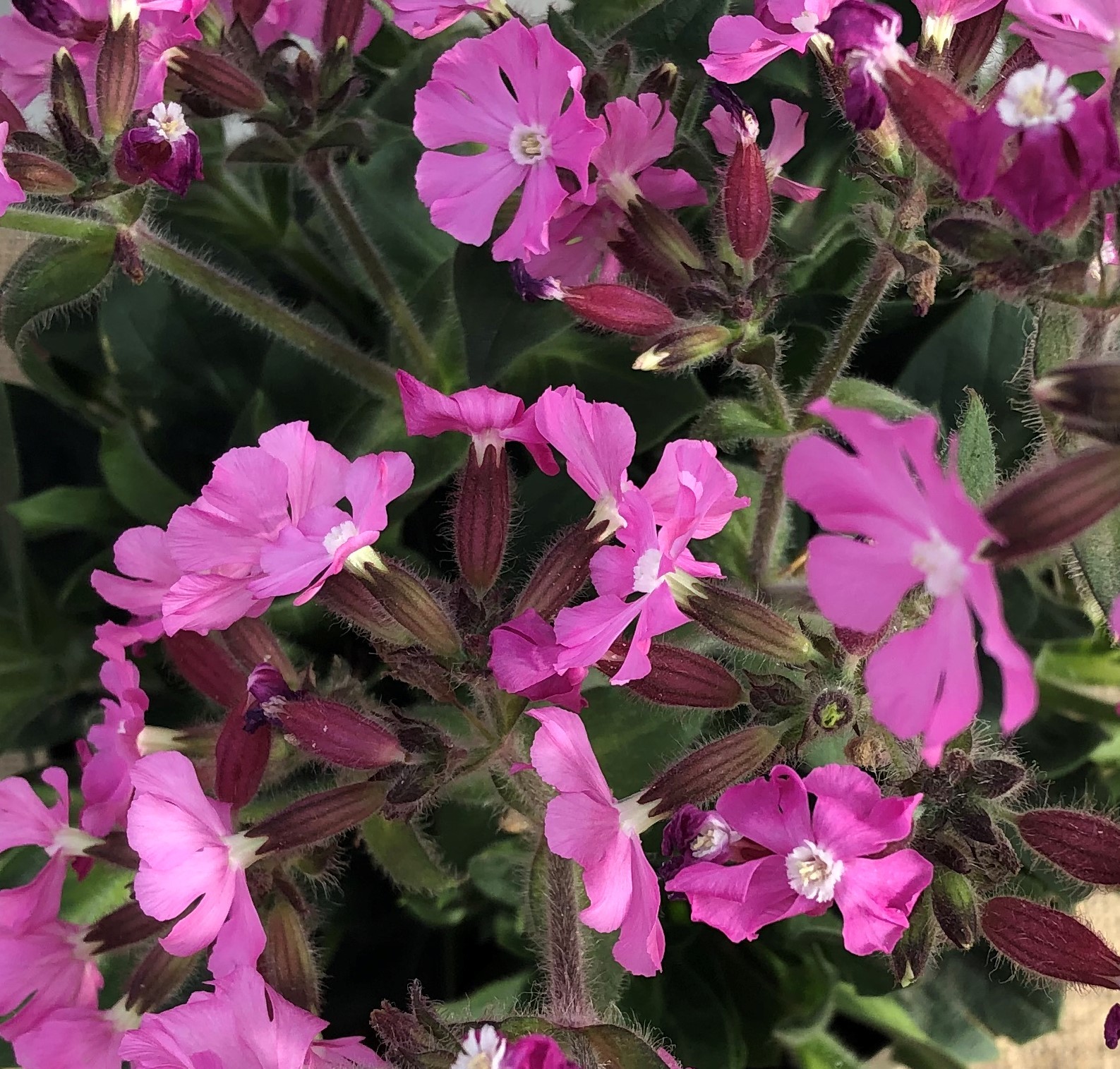 Silene Rollies Favourite 3 Litre - Stewarts Garden Centre